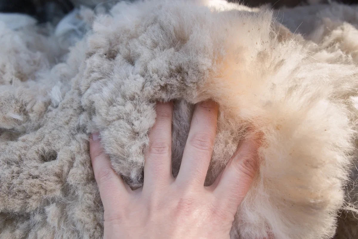 7 Types of Wool to Know in 2023
